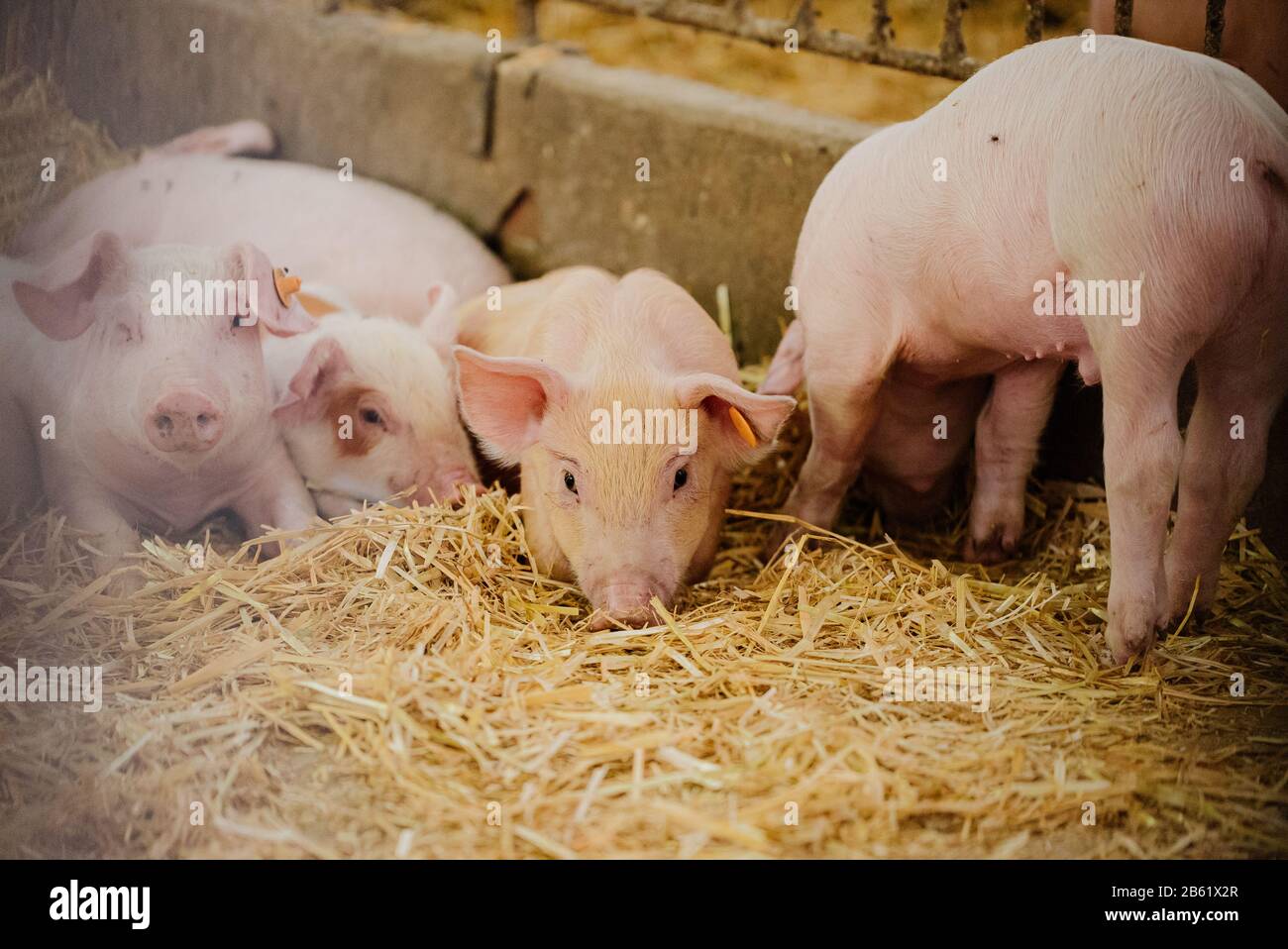 Lustige ferkel -Fotos und -Bildmaterial in hoher Auflösung – Alamy