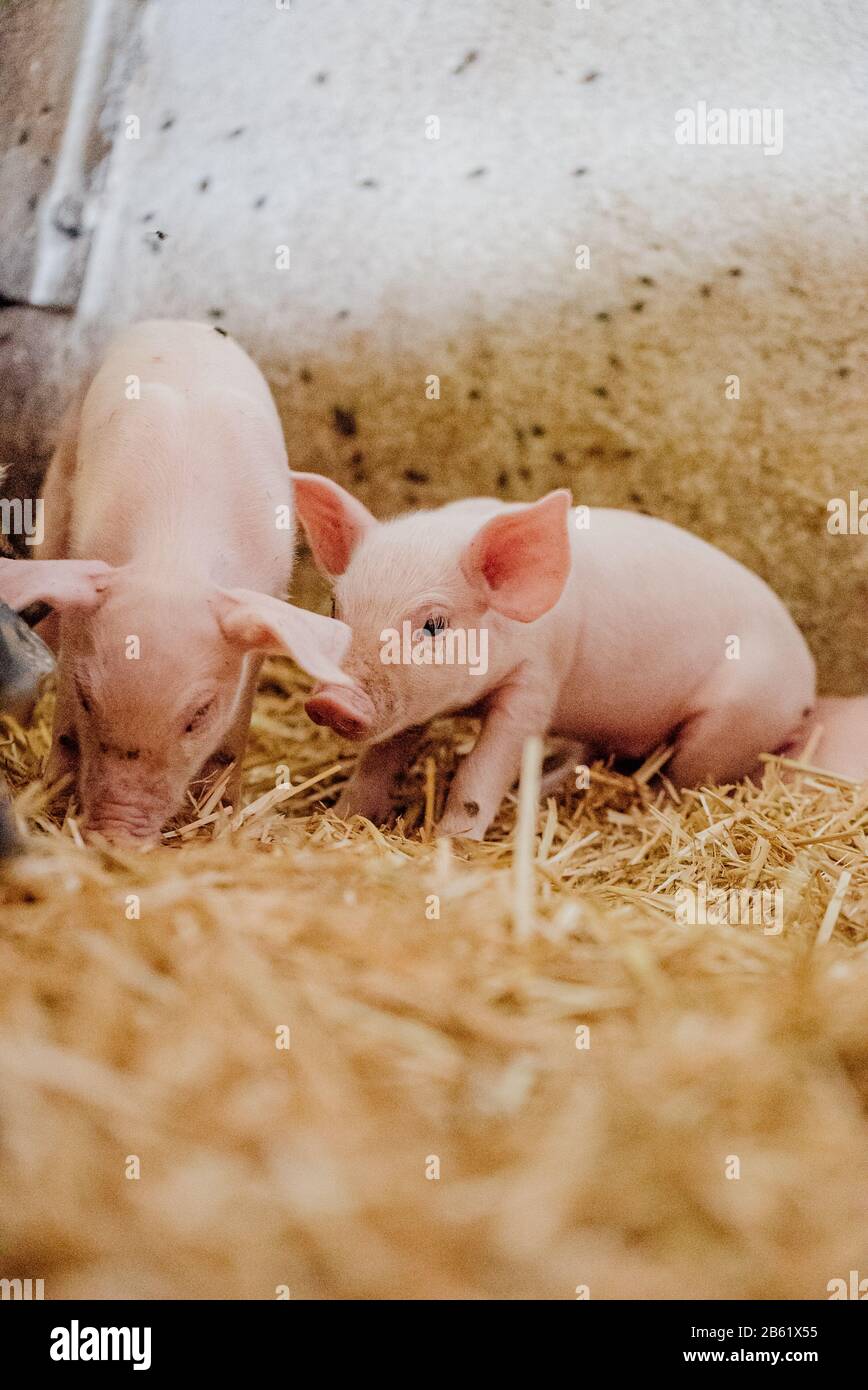 Rosa Ferkel Stockfotos und -bilder Kaufen - Alamy