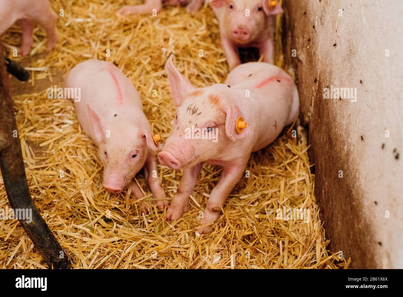 Junge Ferkel auf Der Farm Der Tiere Stockfotografie - Alamy