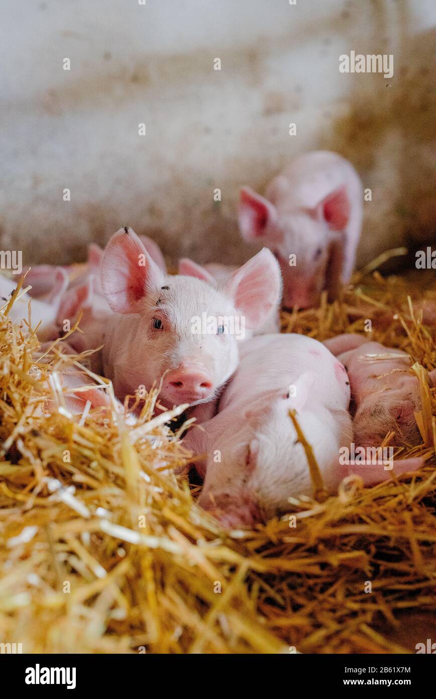 Schmutzige Ferkel Stockfotos und -bilder Kaufen - Alamy