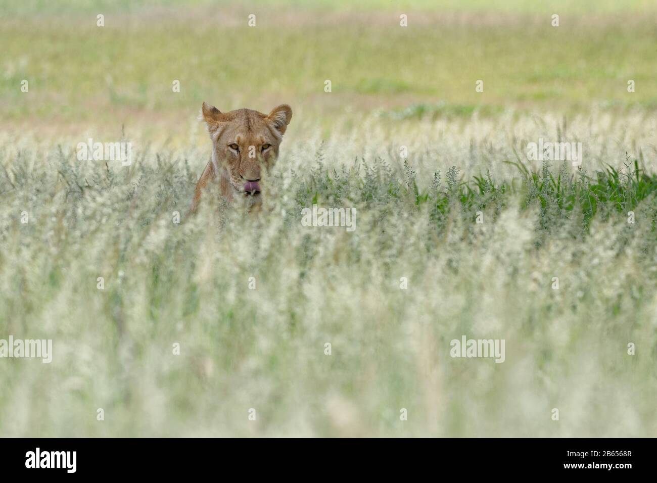 Löwin (Panthera leo), Erwachsene Frau, in hohem Gras stehend, Alert ...