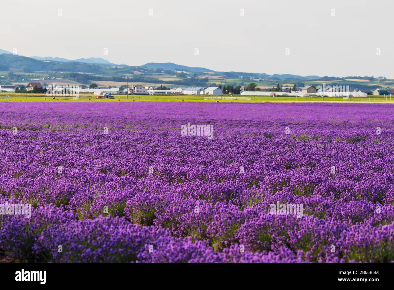 Lavender Fields Furano Hokkaido Japan Stockfotos und -bilder Kaufen - Alamy