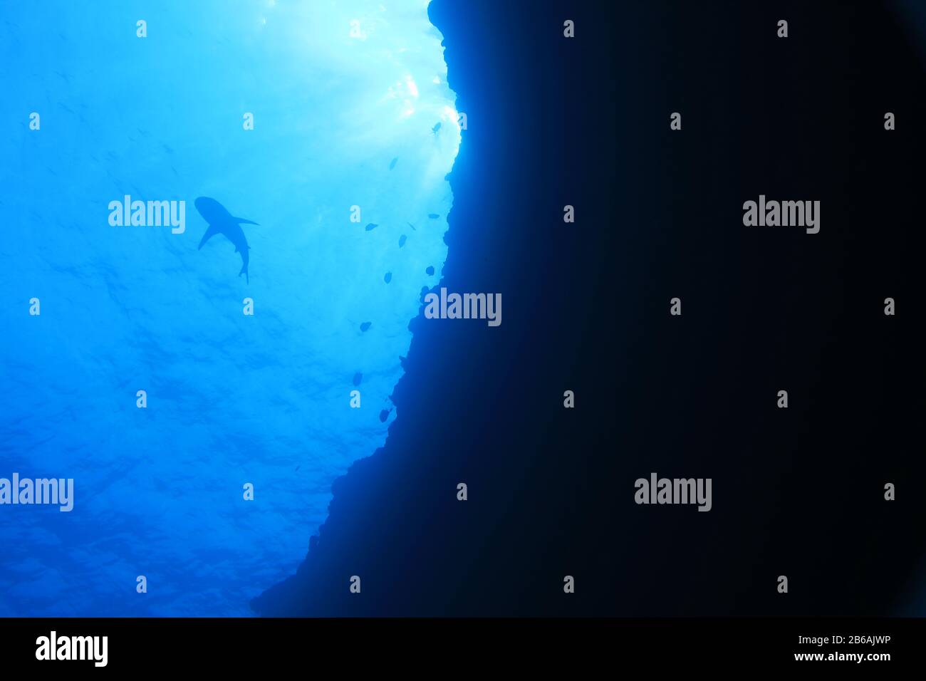 Tauchen unter wasser auf den seychellen -Fotos und -Bildmaterial in ...