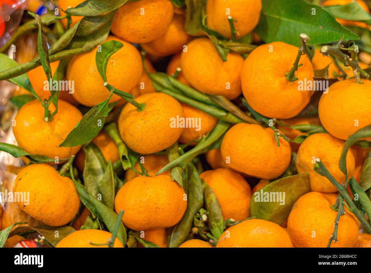 Mikan Mandarin satsuma Orangen mit grünen Blättern, auf dem ...
