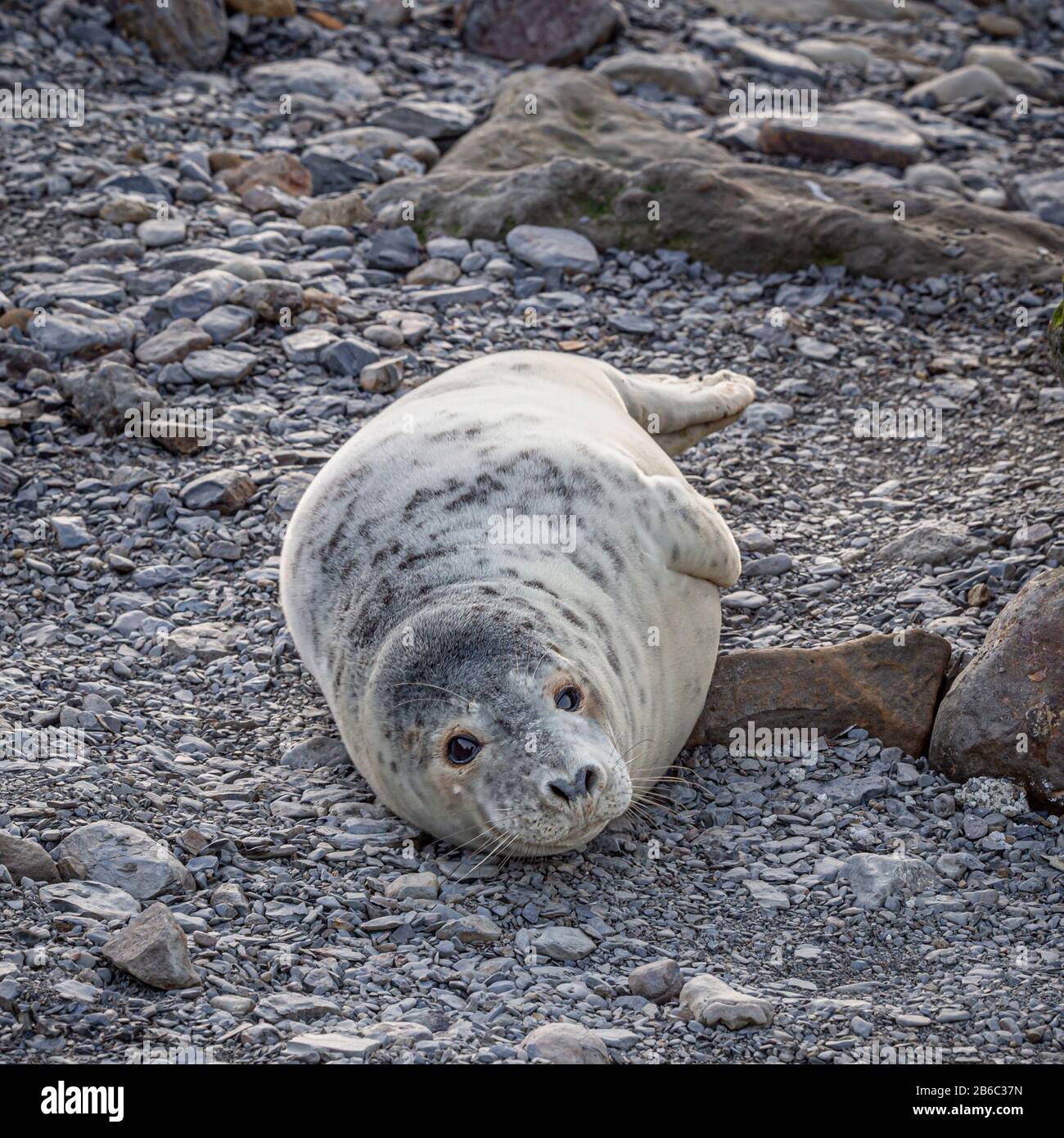 Allein zufriedenheit Stockfotos und -bilder Kaufen - Alamy