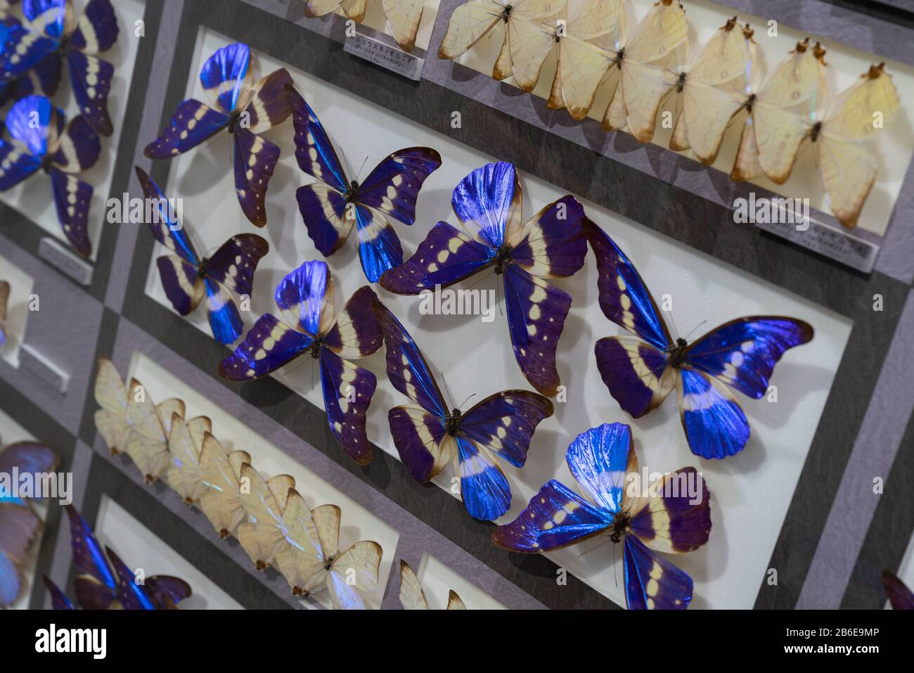 Ausstellung von Insekten, Nawa Museum of Insects, Gifu City, Präfektur ...