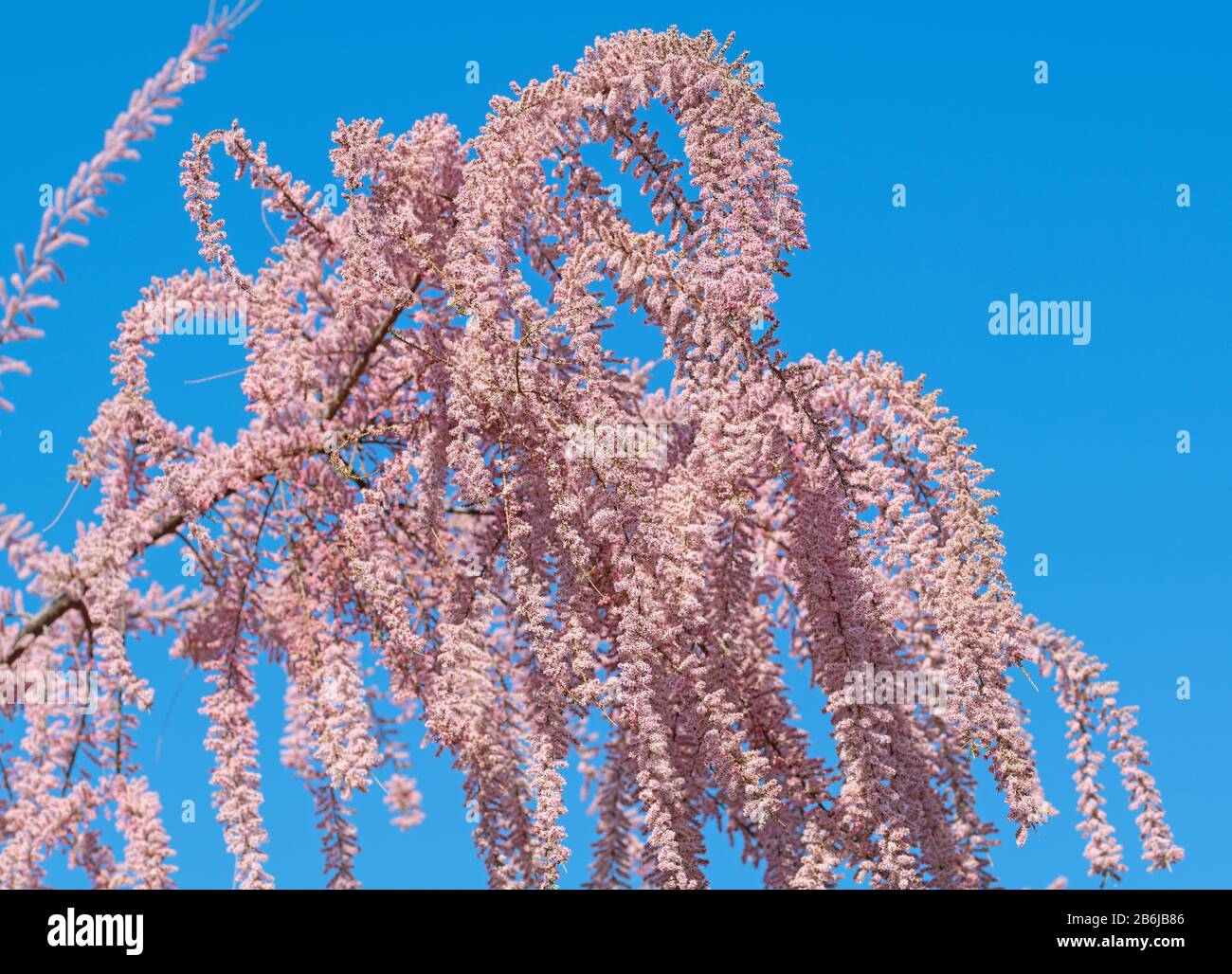 Tamarisk bush Stockfotos und -bilder Kaufen - Alamy