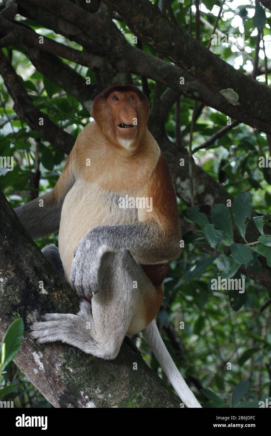 Proboscis Monkey, Sarawak Stockfotografie - Alamy
