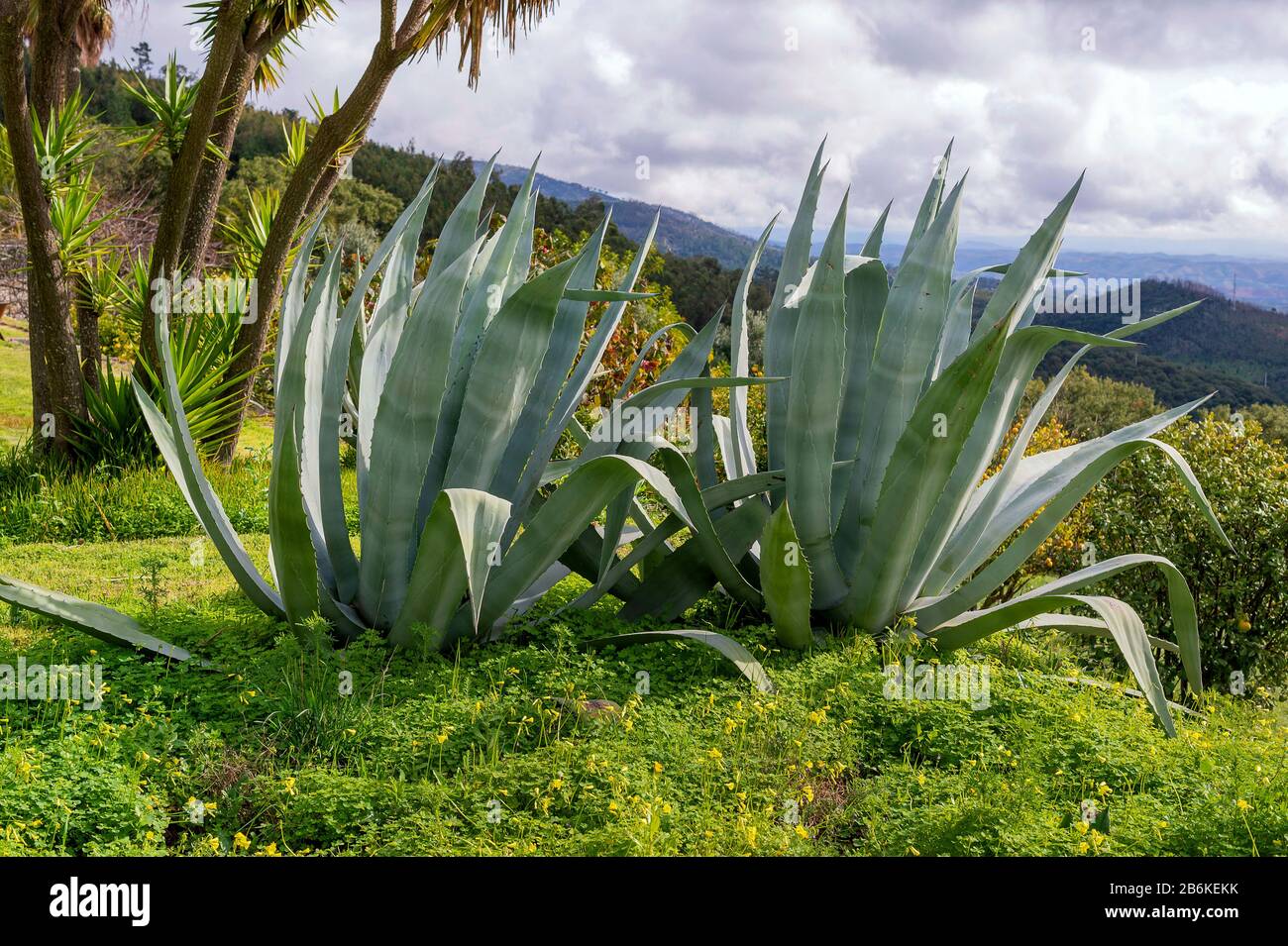 Portugal agave -Fotos und -Bildmaterial in hoher Auflösung – Alamy