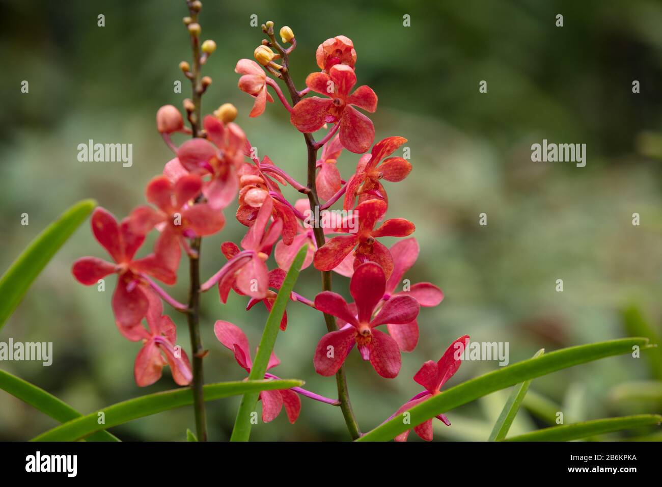 Orchidee aranda sumalee -Fotos und -Bildmaterial in hoher Auflösung – Alamy