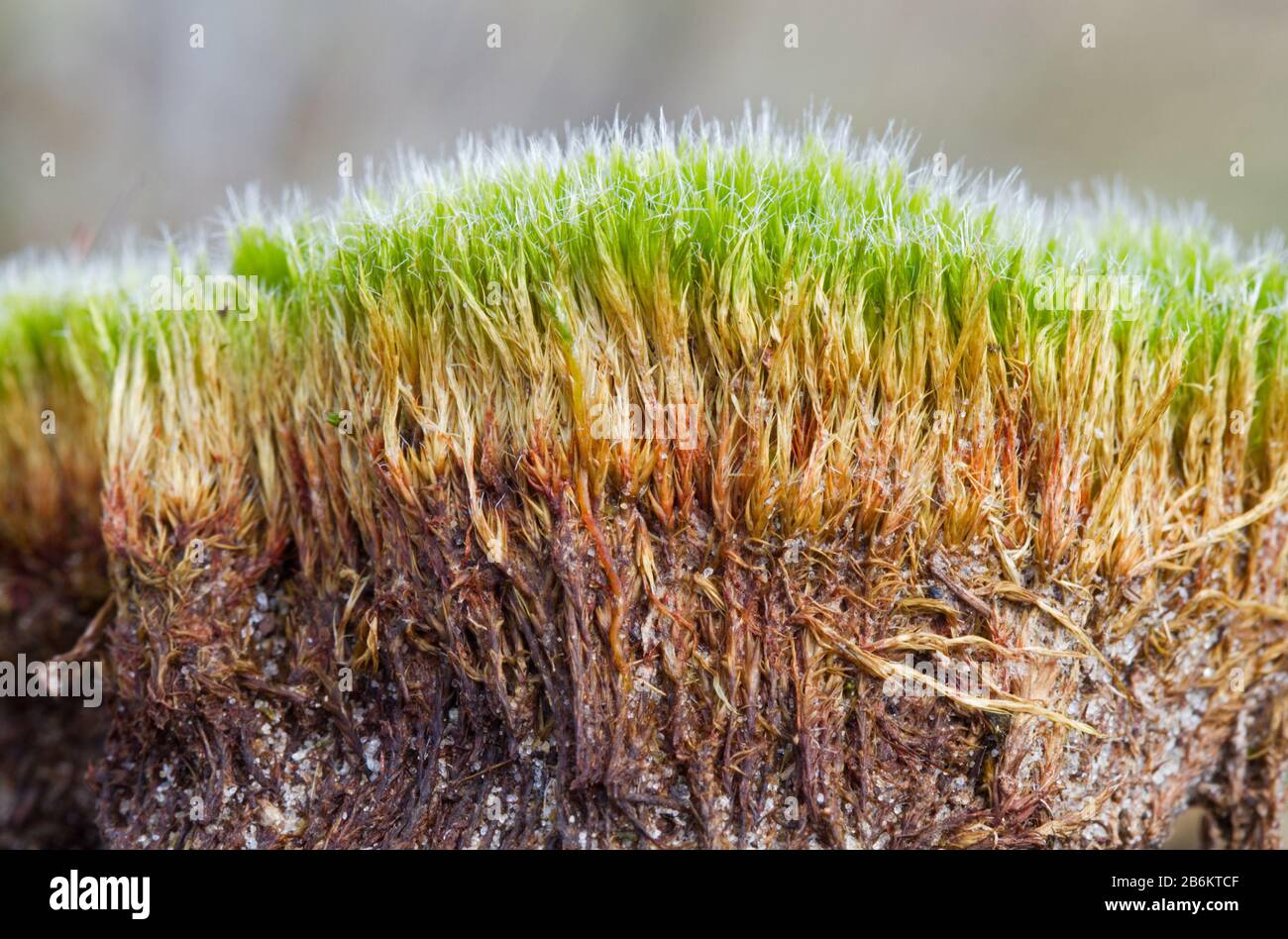 Querschnitt durch einen dicken und dichten Moos-Teppich Stockfotografie ...
