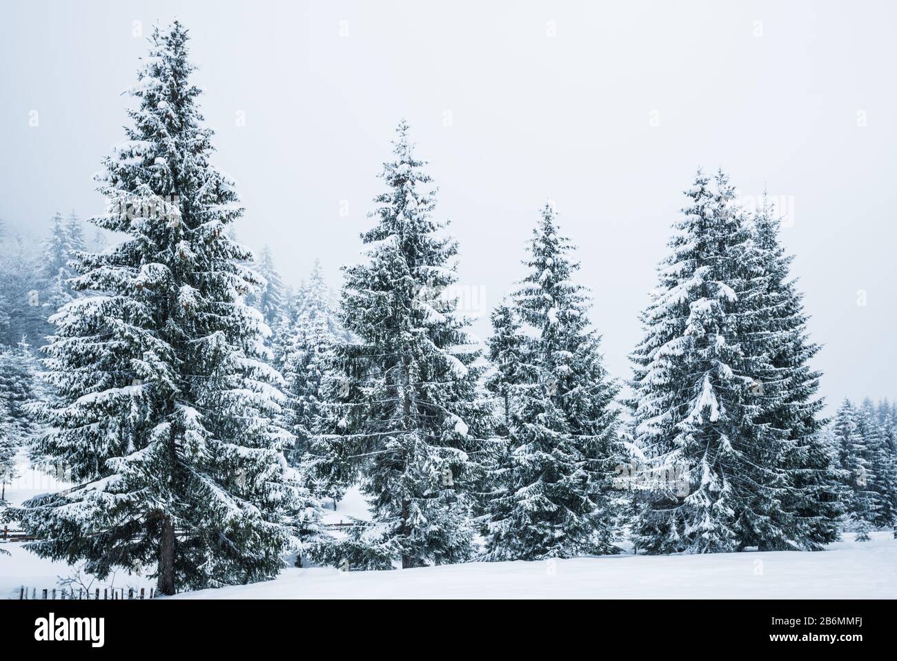 Hohe Tannen Stockfotos und -bilder Kaufen - Alamy