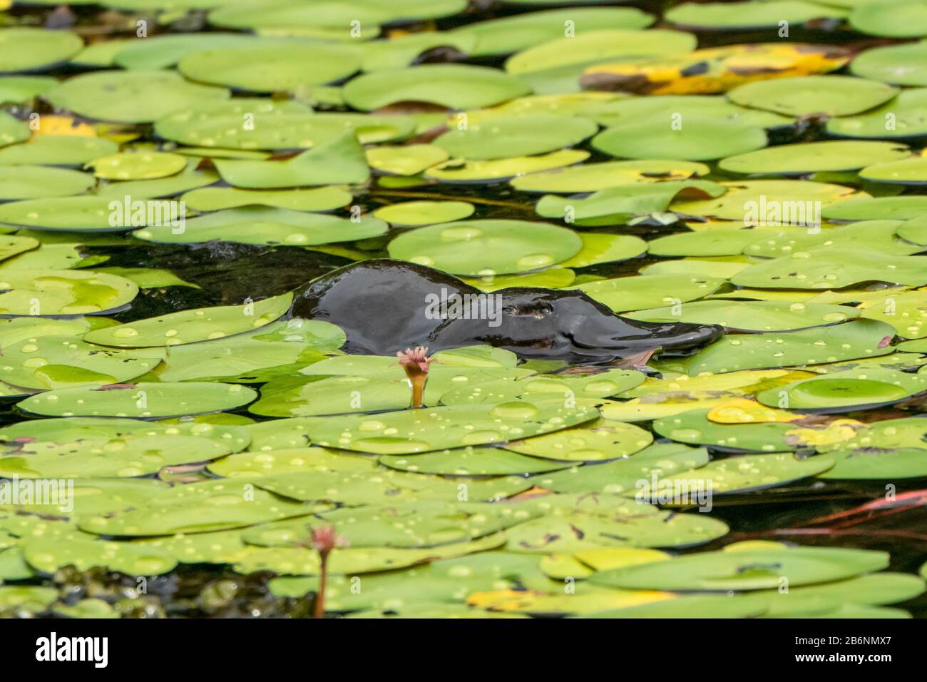 Schnabeltier erhaltung -Fotos und -Bildmaterial in hoher Auflösung – Alamy