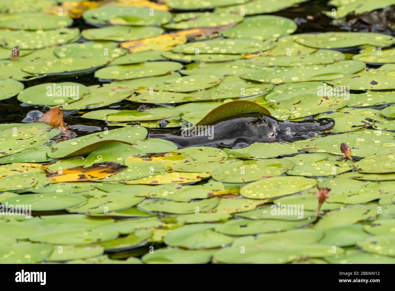 Schnabeltier erhaltung -Fotos und -Bildmaterial in hoher Auflösung – Alamy