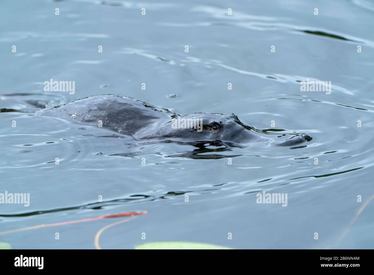 Entenschnabel-Schnabeltier, Ornithorhynchus anatinus, Erwachsenen ...