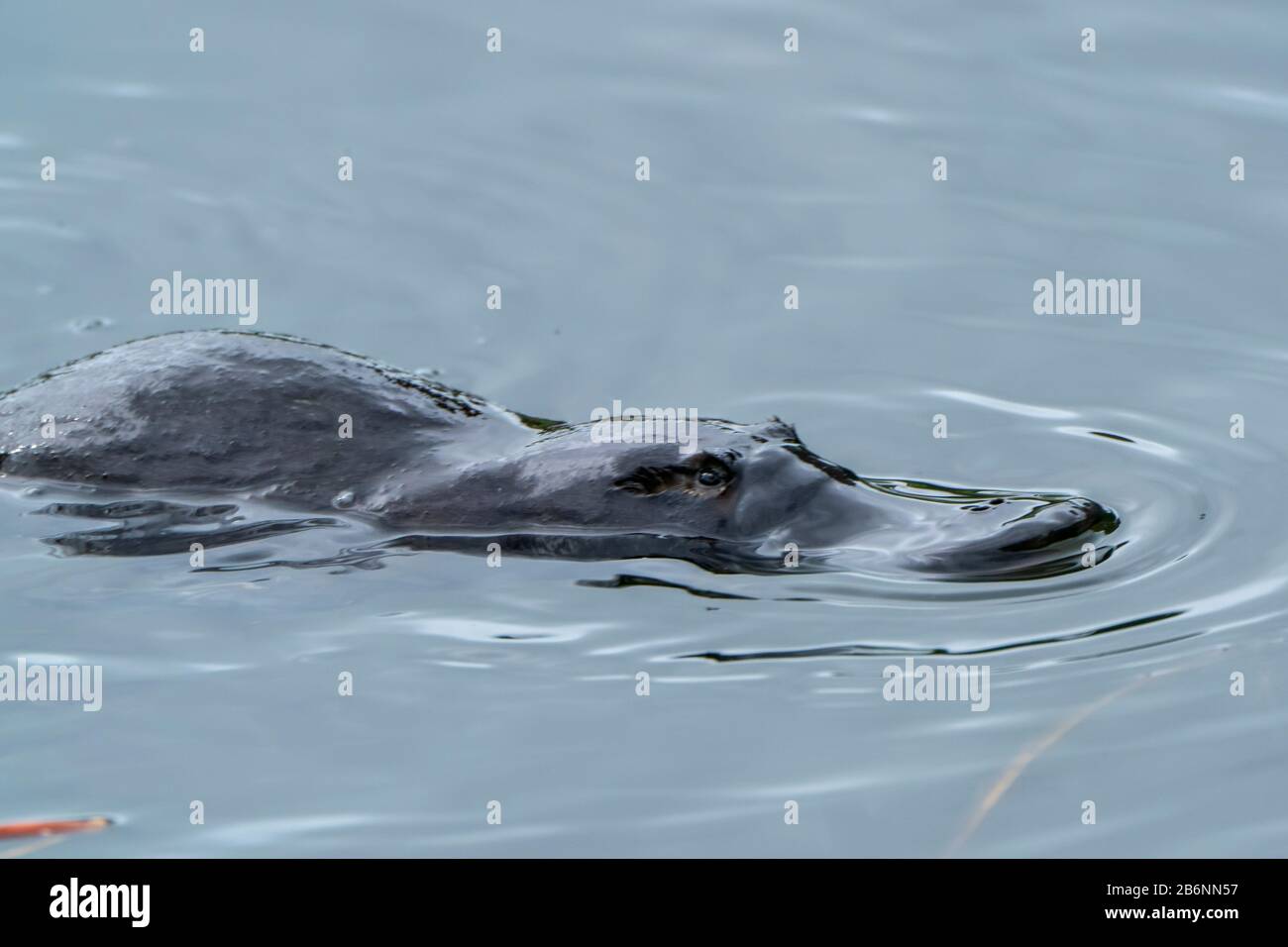Schnabeltier schwimmen -Fotos und -Bildmaterial in hoher Auflösung – Alamy