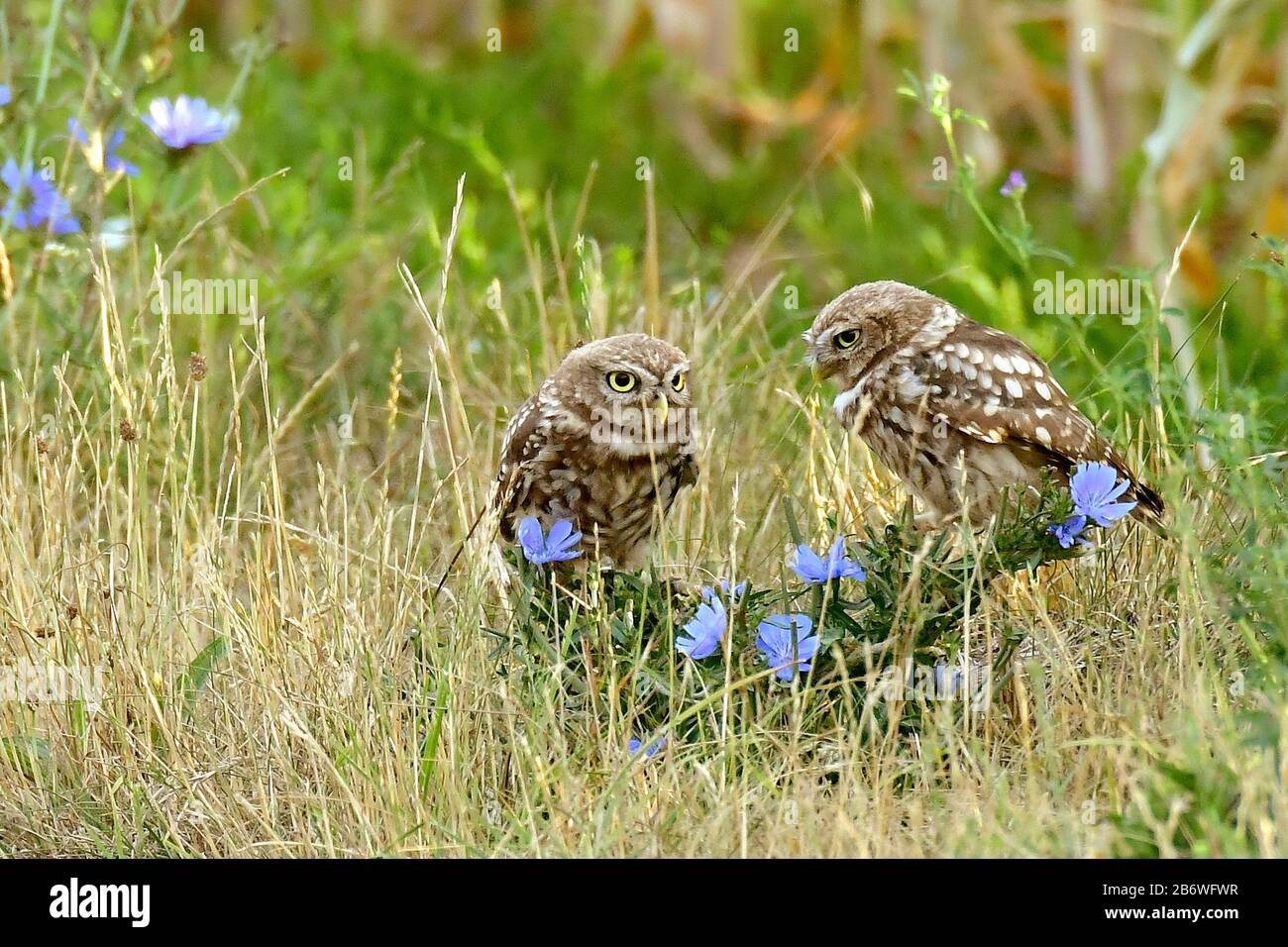 Verhalten der kleinen eule -Fotos und -Bildmaterial in hoher Auflösung ...