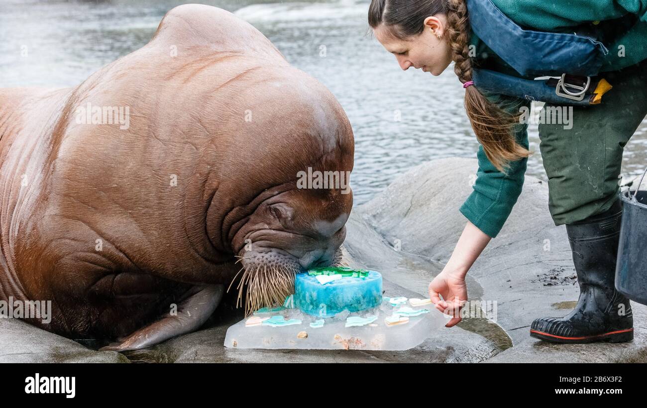 Hamburg, Deutschland. März 2020. Tierpflegerin Lisa Voß gibt dem ...