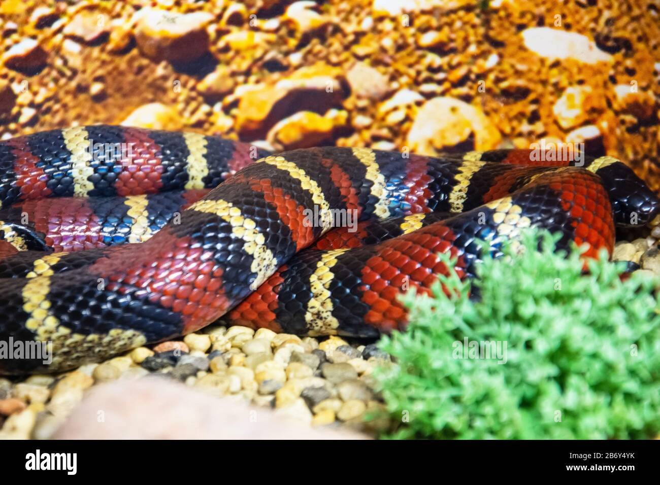 Lampropeltis Triangulum Elapsoides Stockfotos und -bilder Kaufen - Alamy