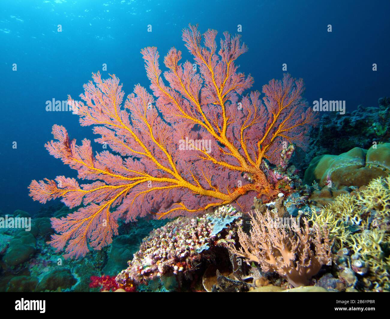 Gorgonia Coral Stockfotos und -bilder Kaufen - Alamy
