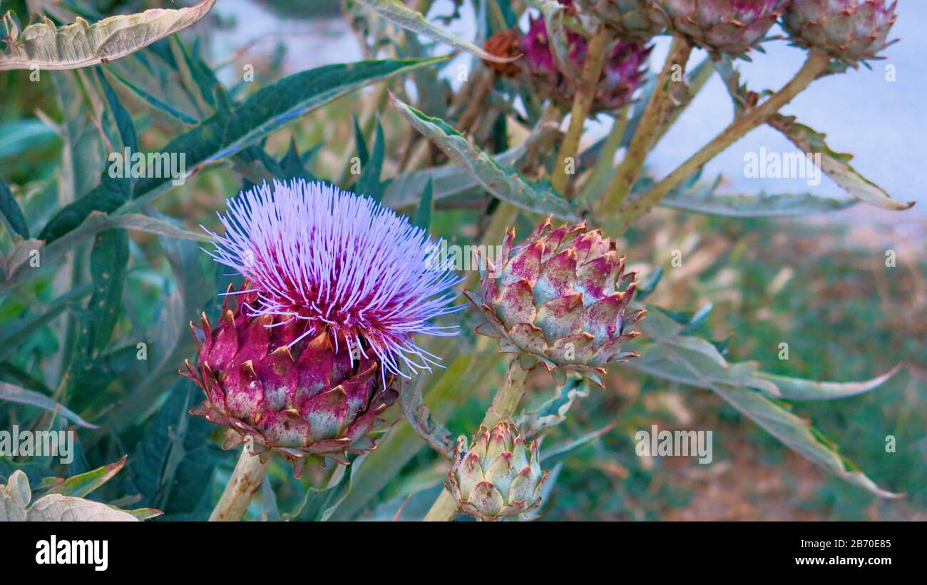 Griechische distel -Fotos und -Bildmaterial in hoher Auflösung – Alamy
