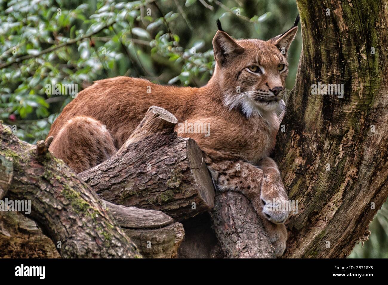 Luchs pelz mantel -Fotos und -Bildmaterial in hoher Auflösung – Alamy