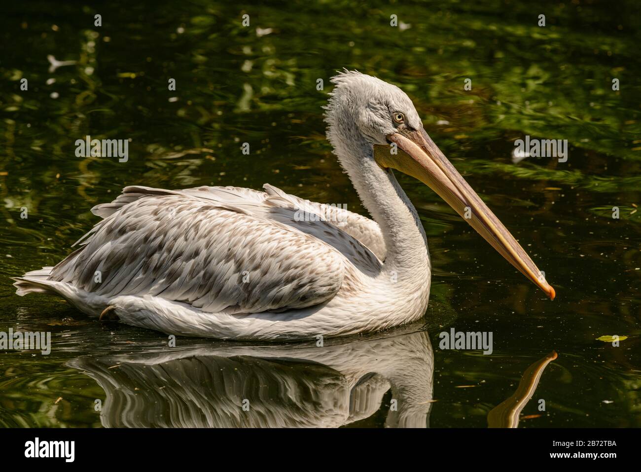 Baby pelikan -Fotos und -Bildmaterial in hoher Auflösung – Alamy