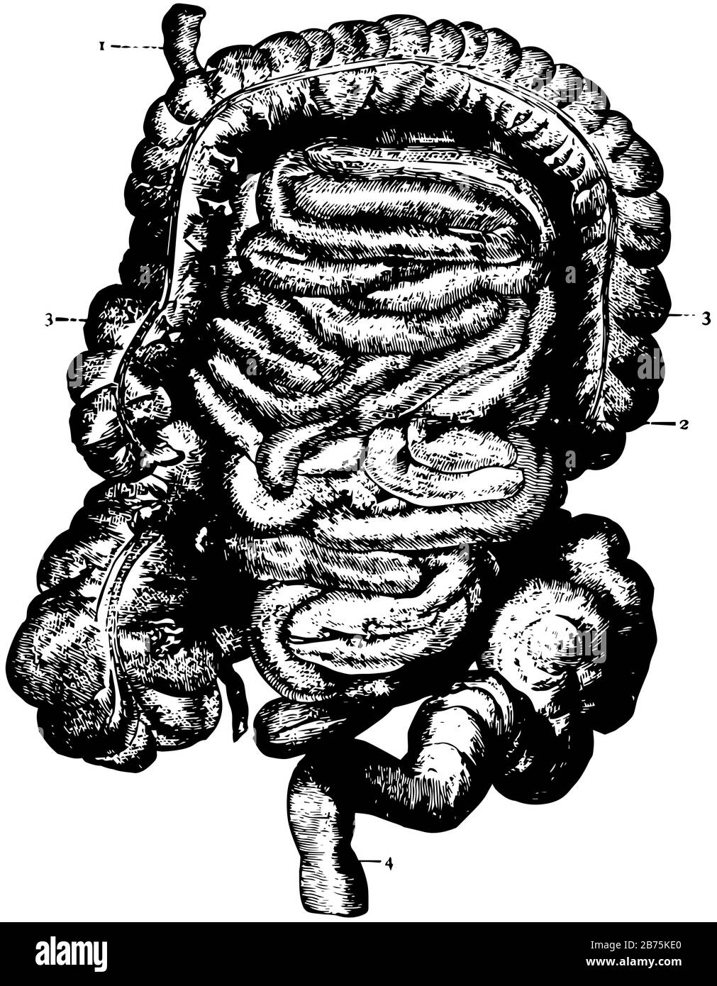Dieses Diagramm stellt Darm, Vintage-Linien-Zeichnung oder ...