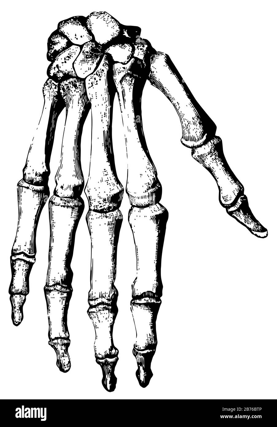 Dieses Diagramm zeigt die Knochen der Hand und des Handgelenks, die ...