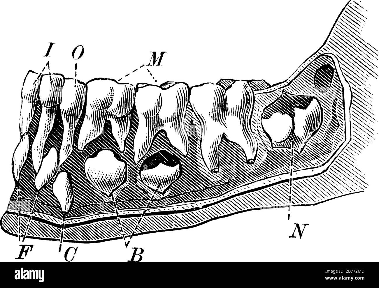Der letzte backenzahn ist der erste bleibende zahn Stock-Vektorgrafiken ...