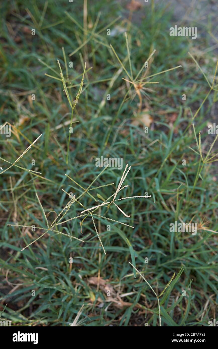 Cynodon dactylon -Fotos und -Bildmaterial in hoher Auflösung – Alamy