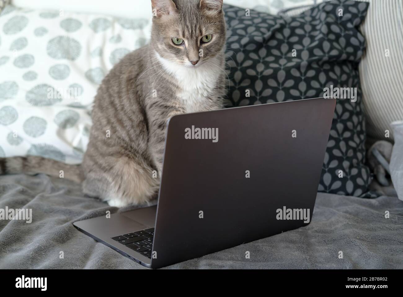 Cat Laptop Funny Stockfotos und -bilder Kaufen - Alamy