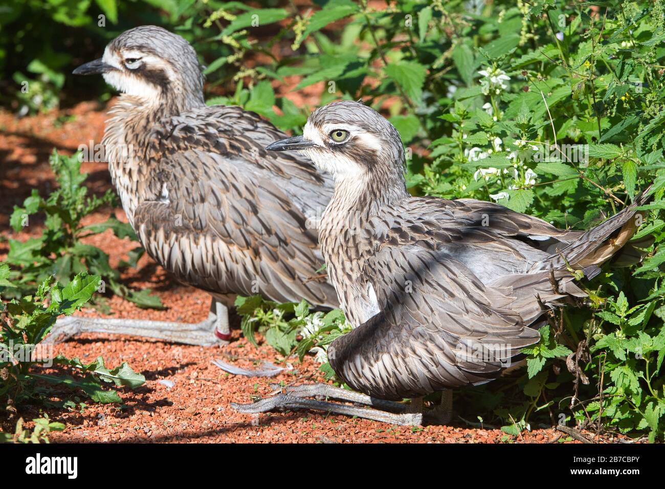 Regenpfeiferartige charadriiformes -Fotos und -Bildmaterial in hoher ...