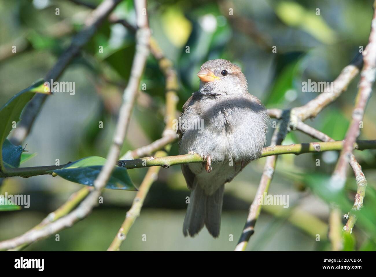 Singvogel fauna -Fotos und -Bildmaterial in hoher Auflösung – Alamy