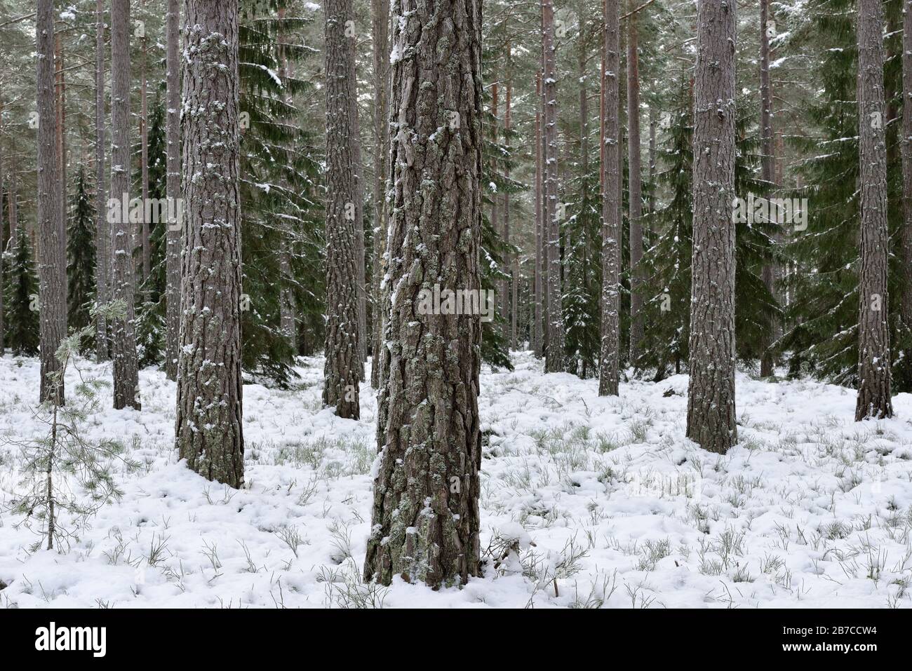 Nadelwald schweden -Fotos und -Bildmaterial in hoher Auflösung – Alamy