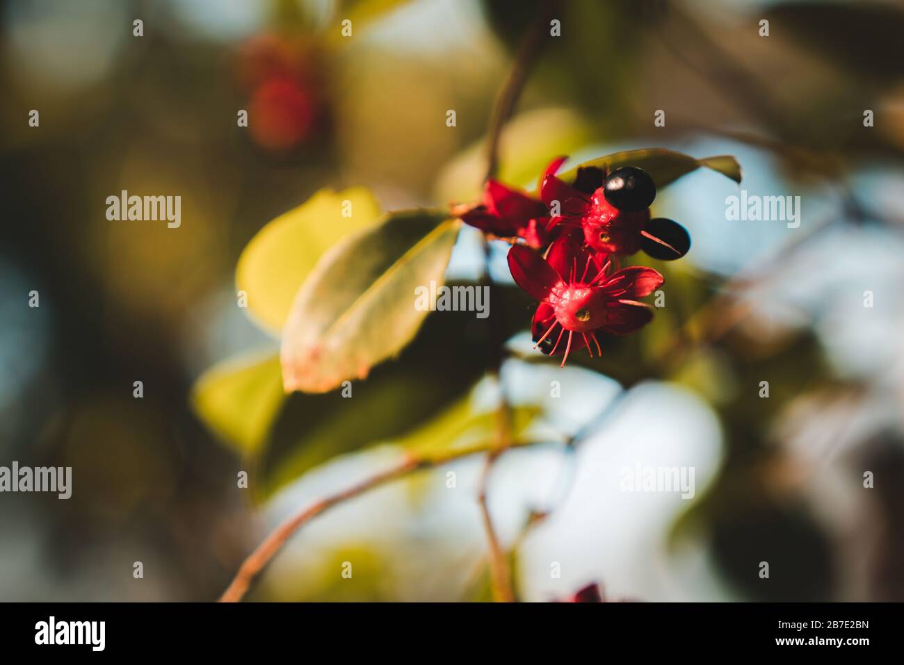 Fantastische südafrikanische exotische Blumen: Rotes kleines Flieger ...