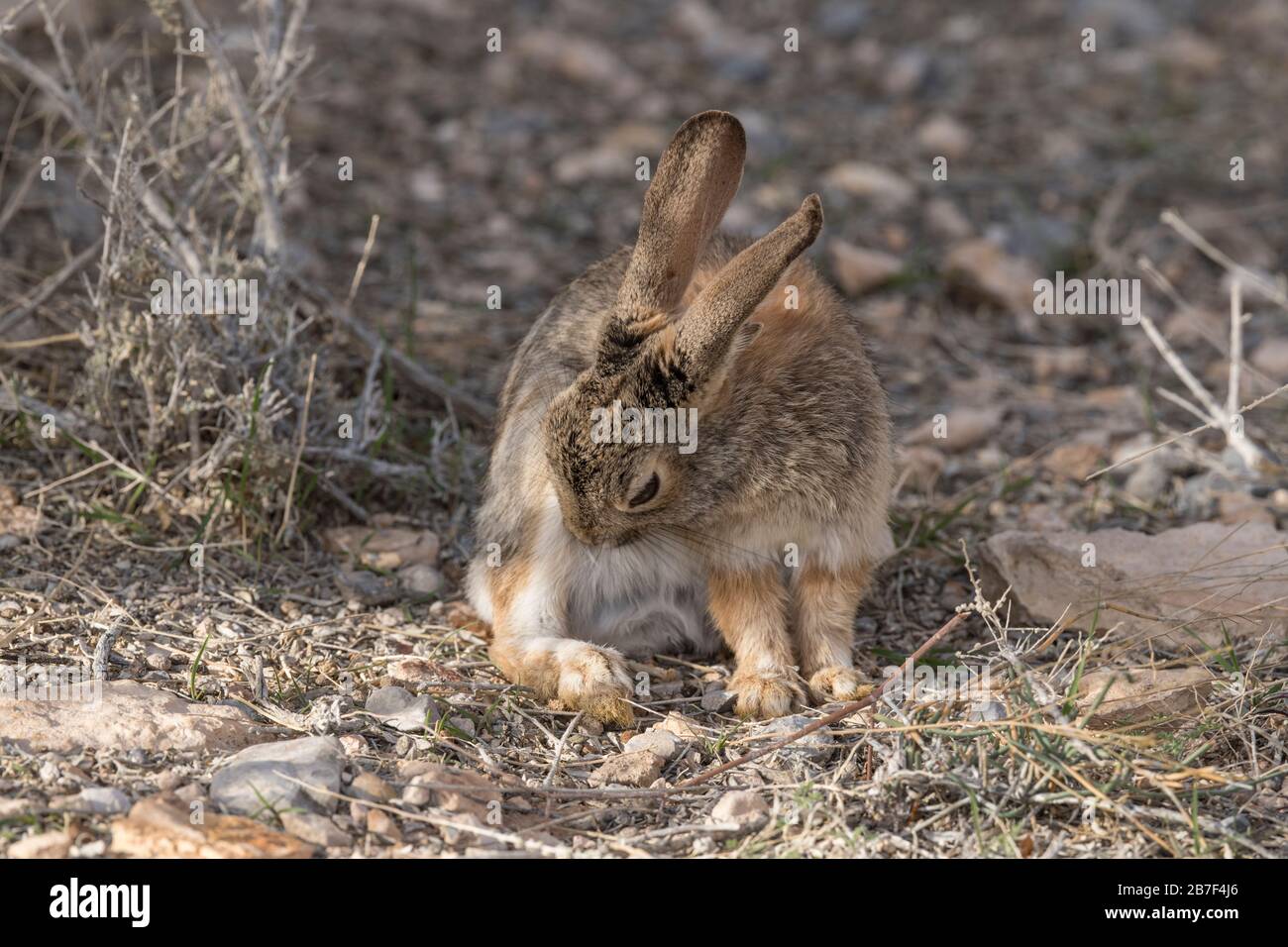 Nevada wildtiere -Fotos und -Bildmaterial in hoher Auflösung – Alamy
