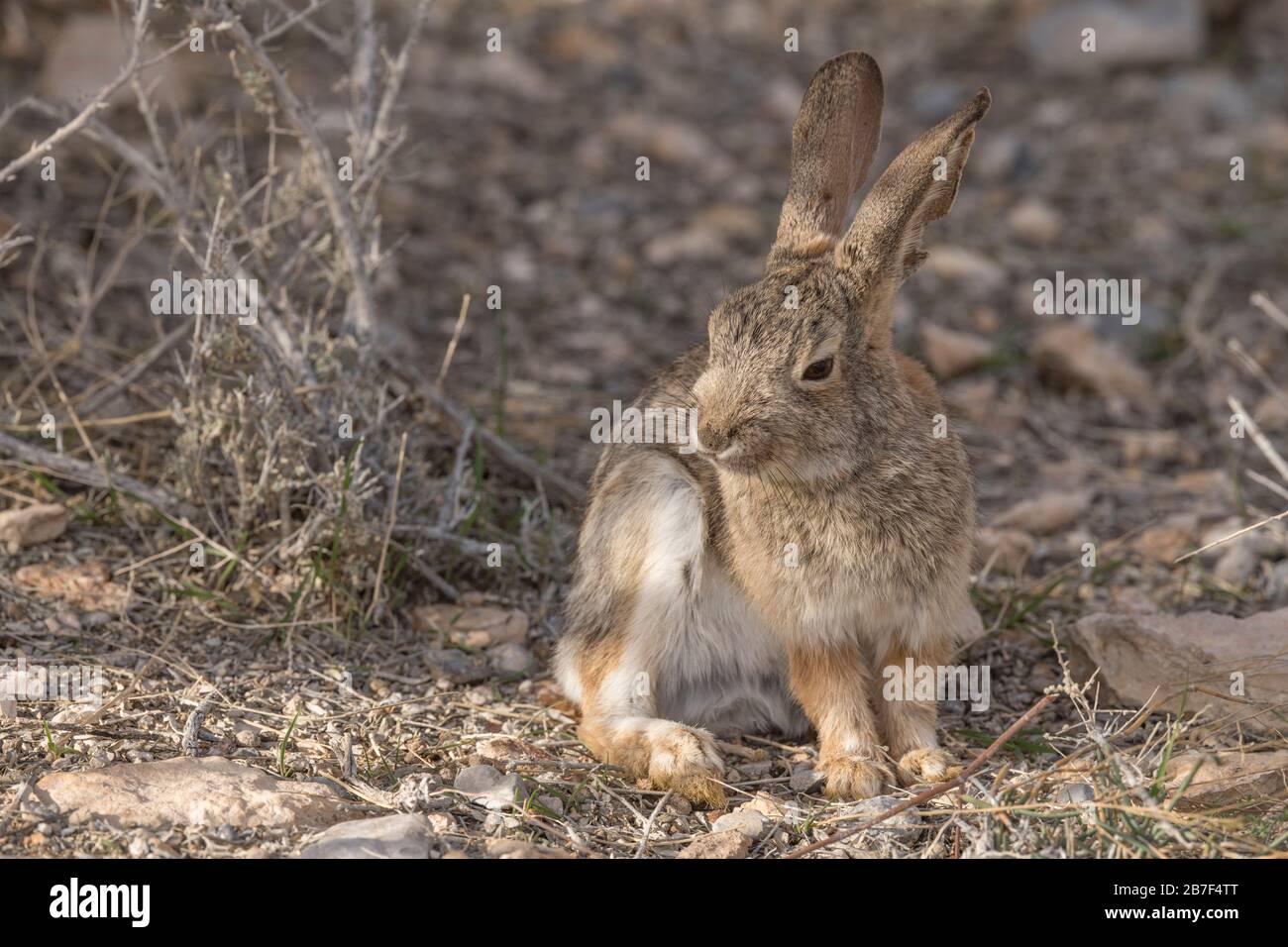 Nevada wildtiere -Fotos und -Bildmaterial in hoher Auflösung – Alamy