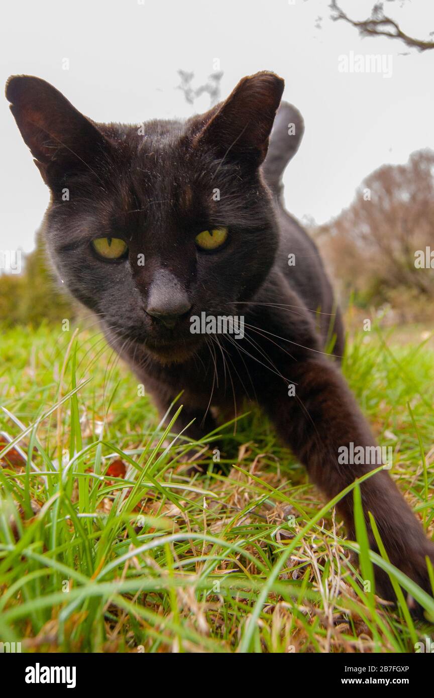 Schwarzes haustierbild -Fotos und -Bildmaterial in hoher Auflösung – Alamy