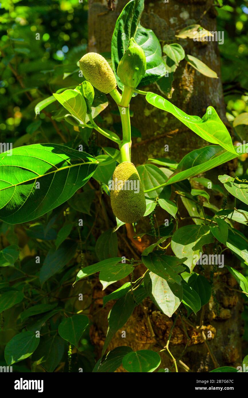 Jackfruit trees -Fotos und -Bildmaterial in hoher Auflösung – Alamy