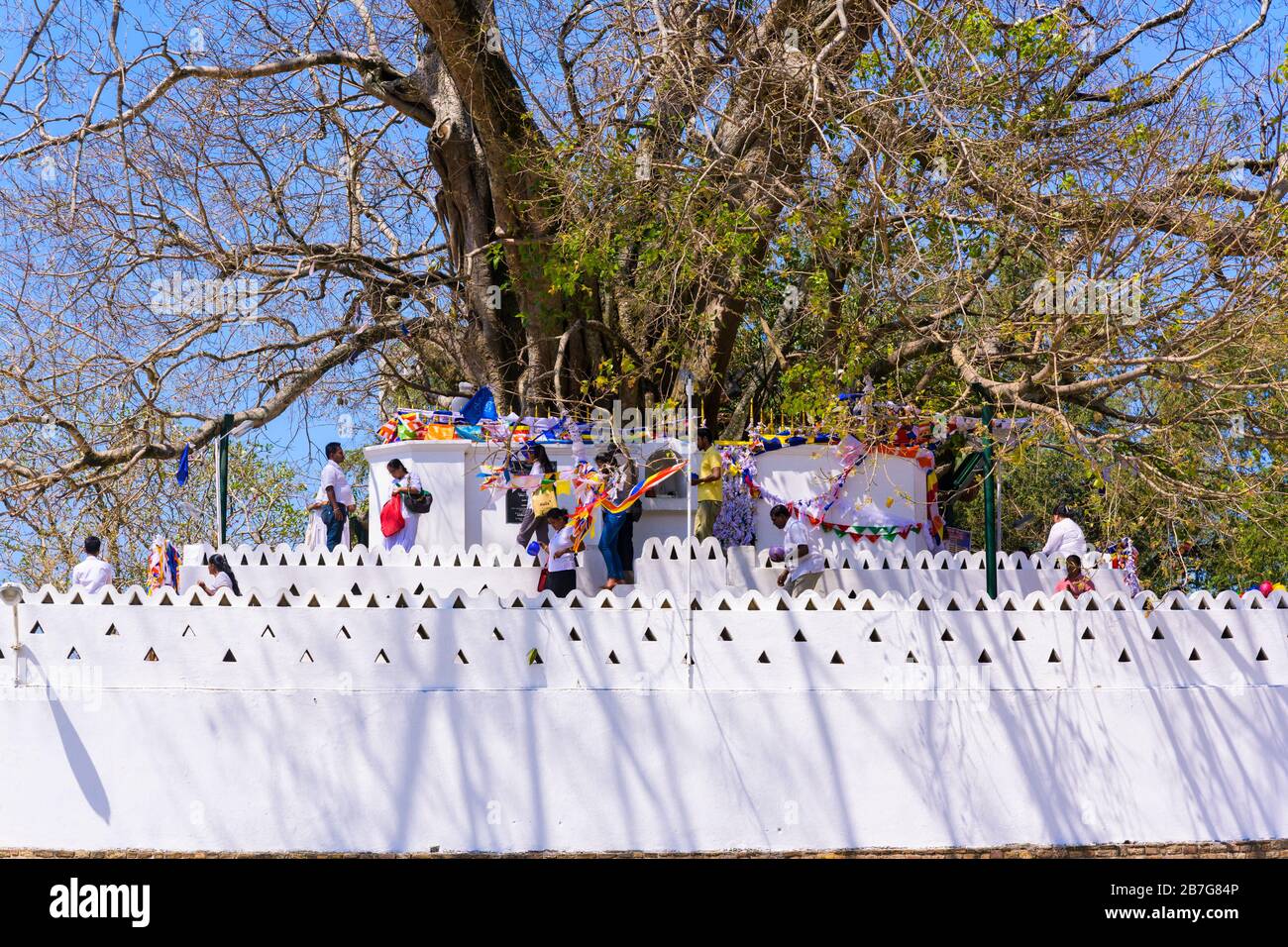 Bo baum ficus religiosa -Fotos und -Bildmaterial in hoher Auflösung – Alamy