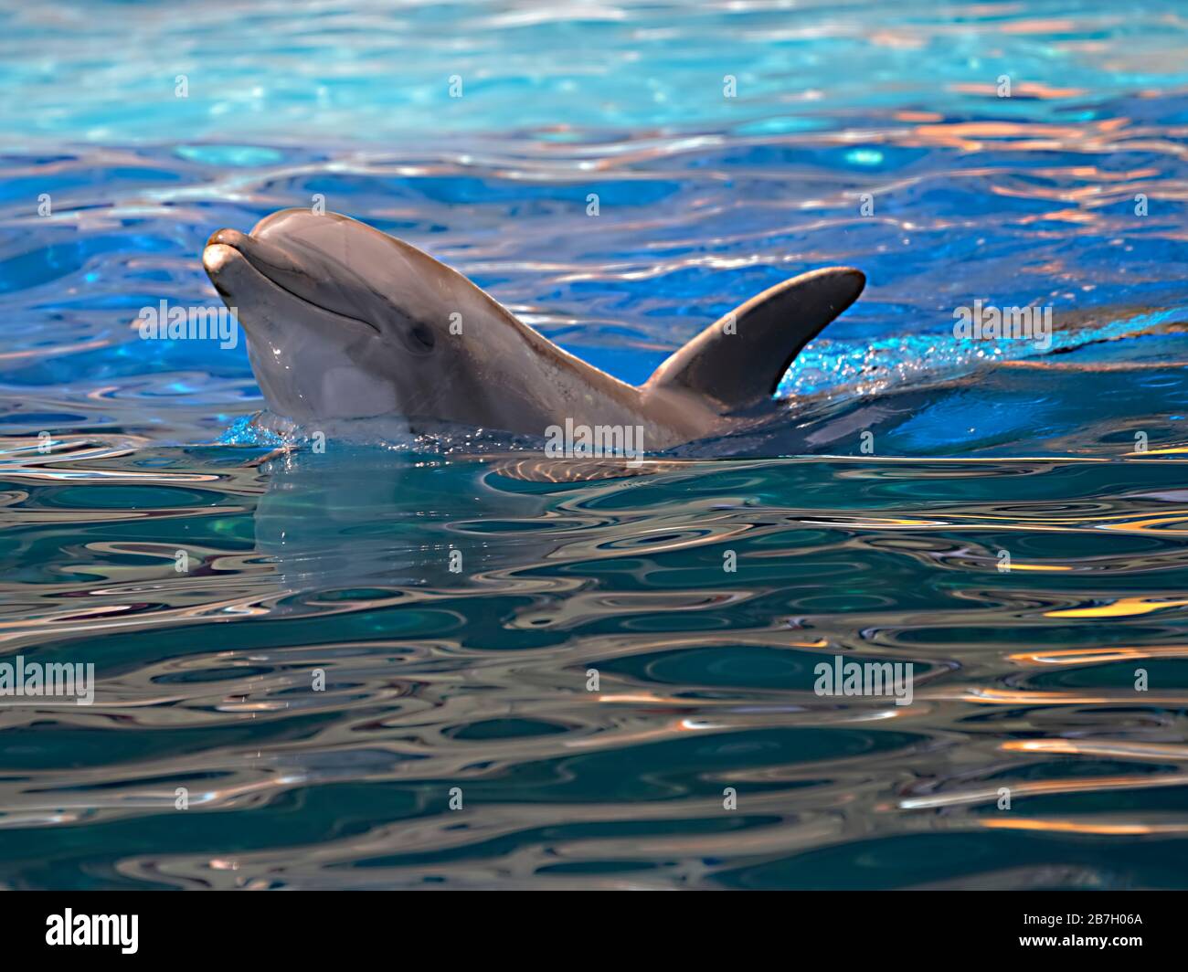 Kopf des großen Delfins (Tursiops truncatus) aus dem Profil und ...