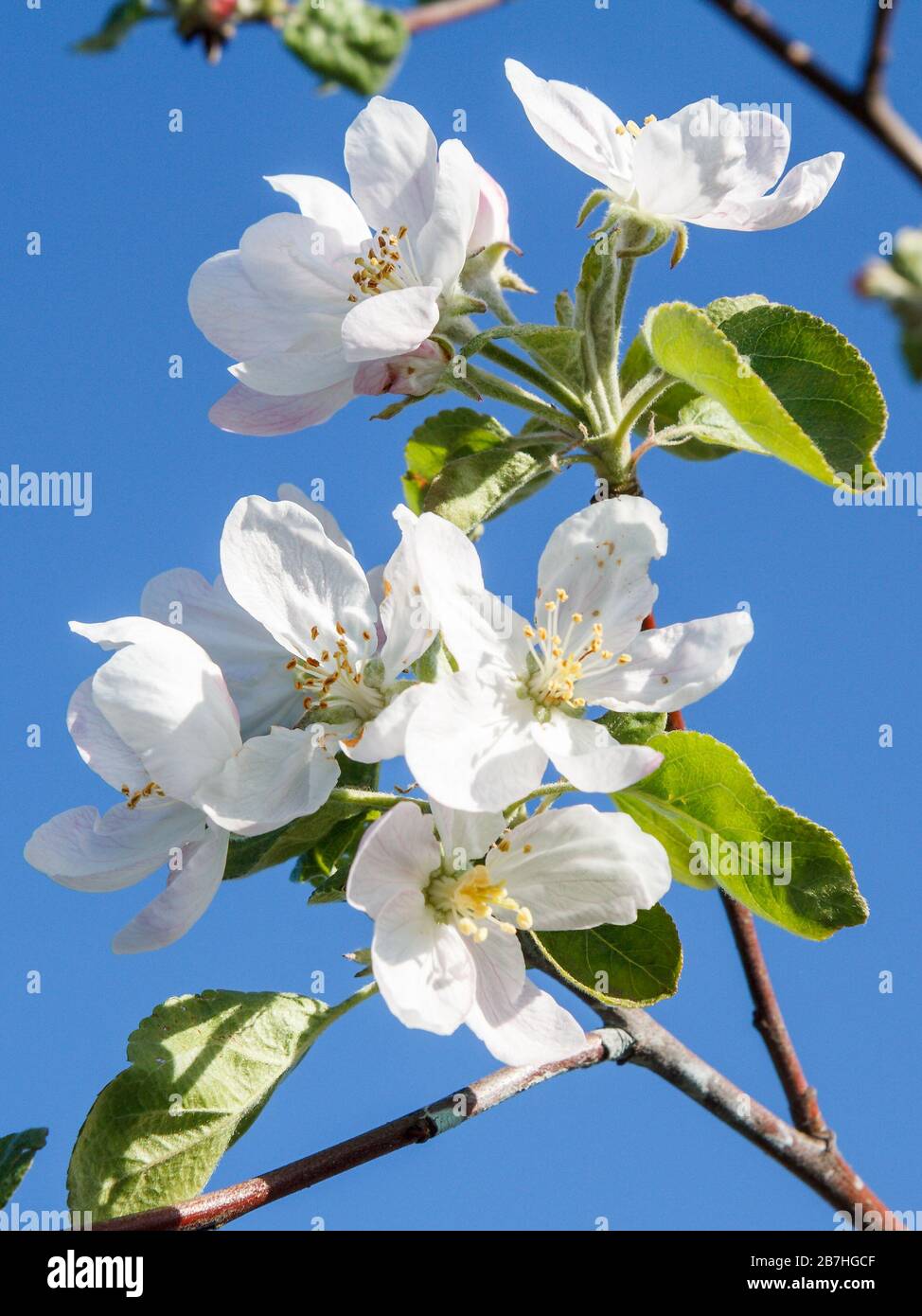 Niederlassungen der Apfelbaum in der Zeit des Frühlings Blüte mit ...