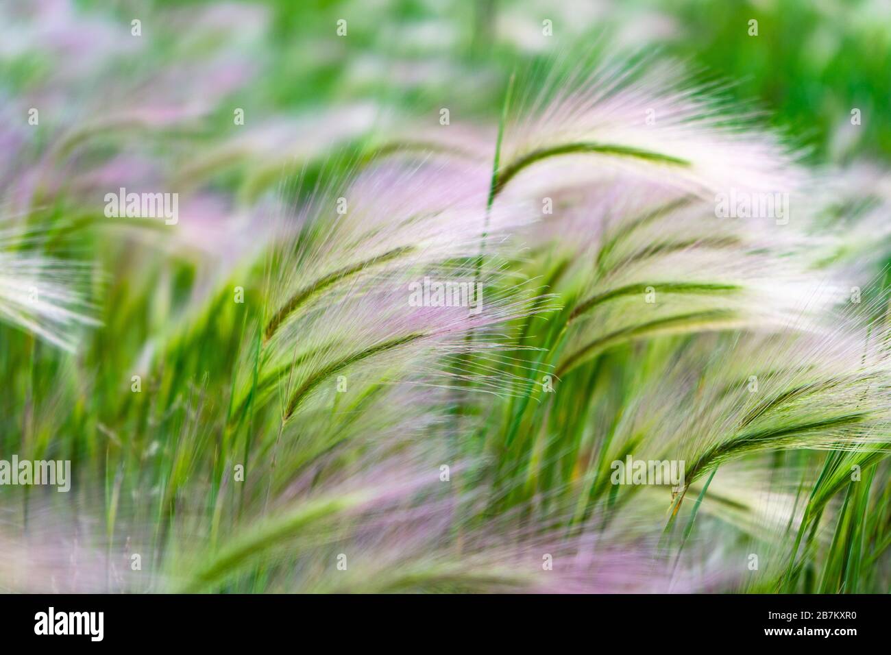 Mexikanisches federgras -Fotos und -Bildmaterial in hoher Auflösung – Alamy