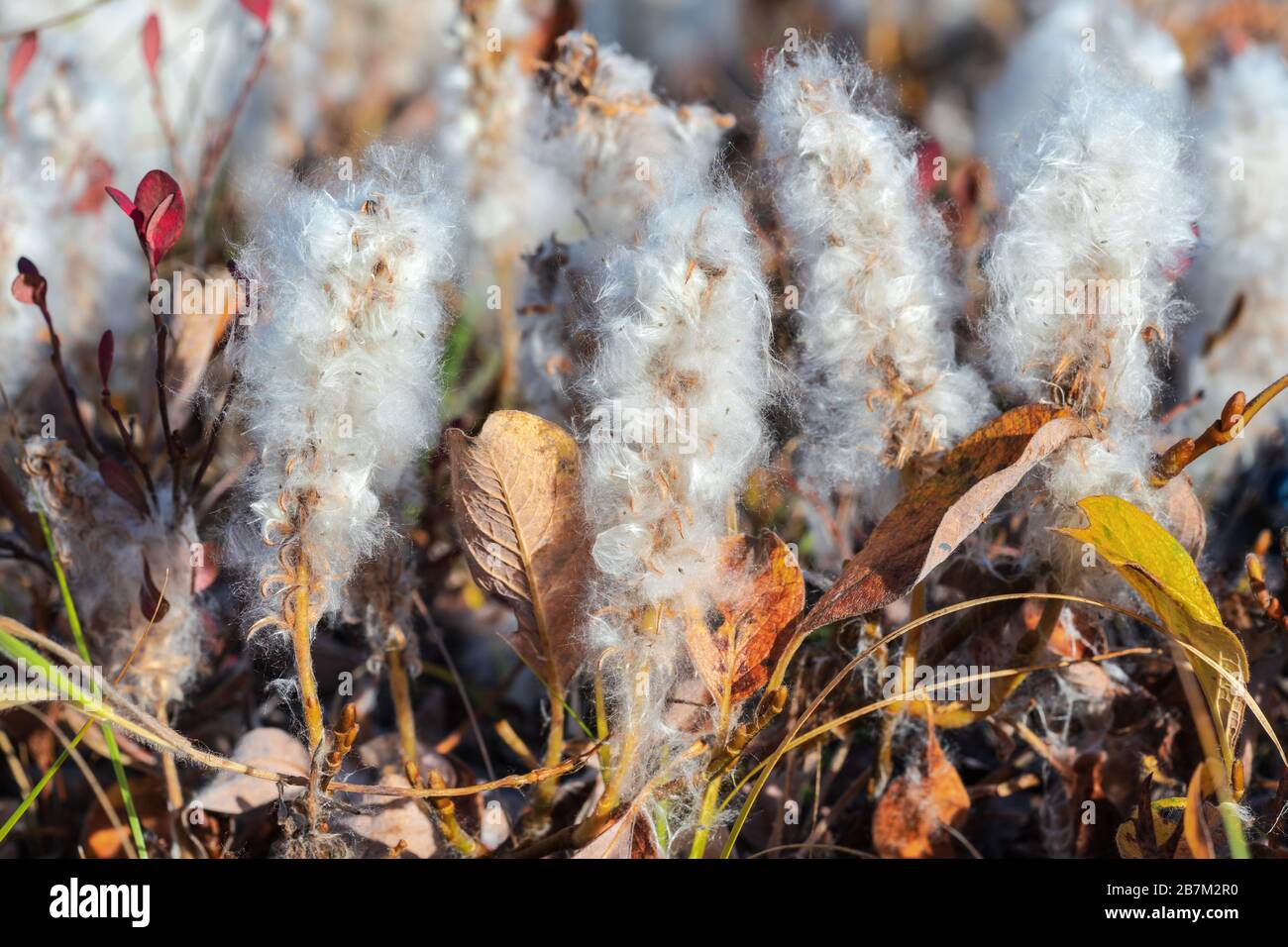 Arktis weide -Fotos und -Bildmaterial in hoher Auflösung – Alamy