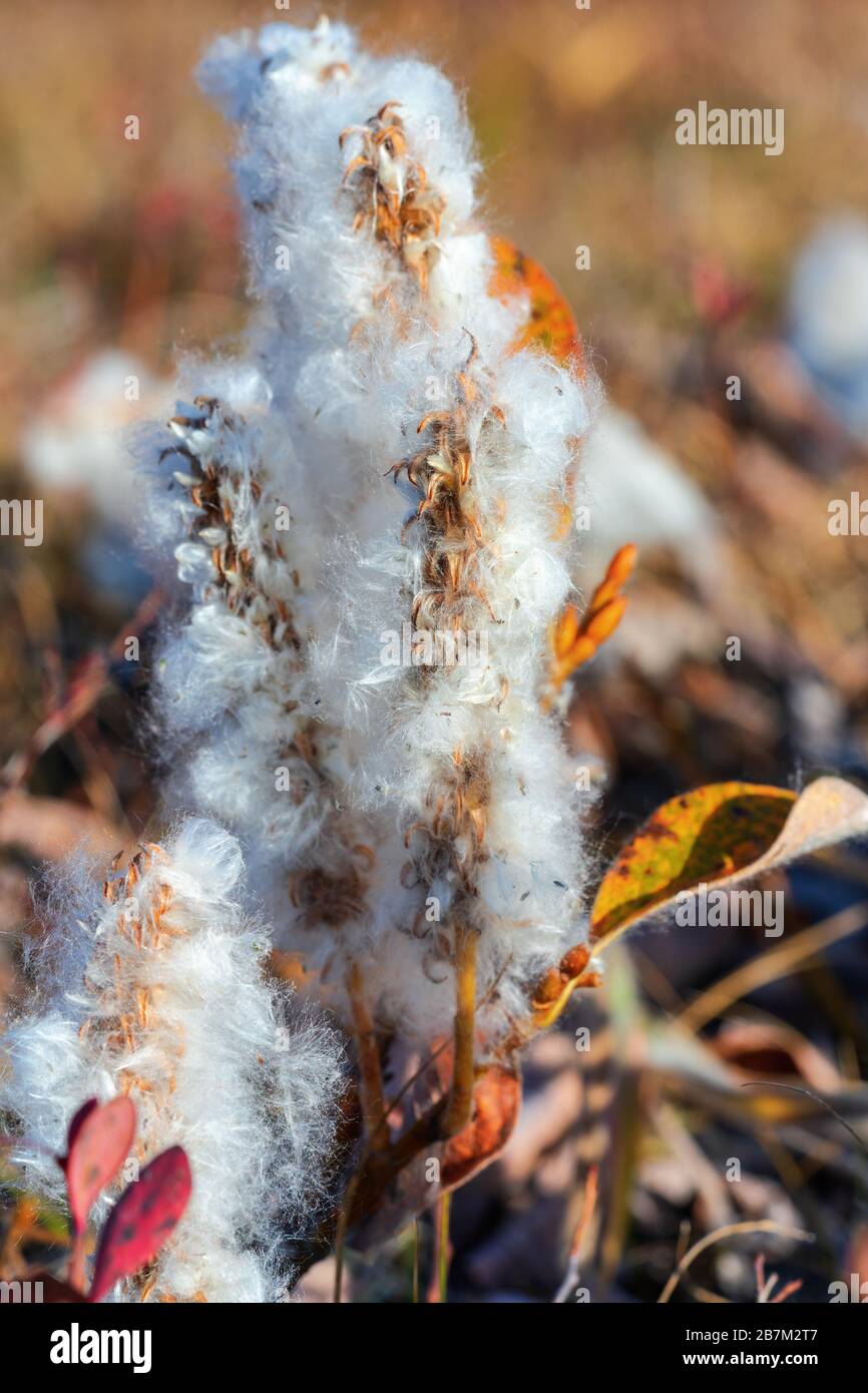 Salix arctica - arktische Weide - winzige kriechende Weidenfamilie ...