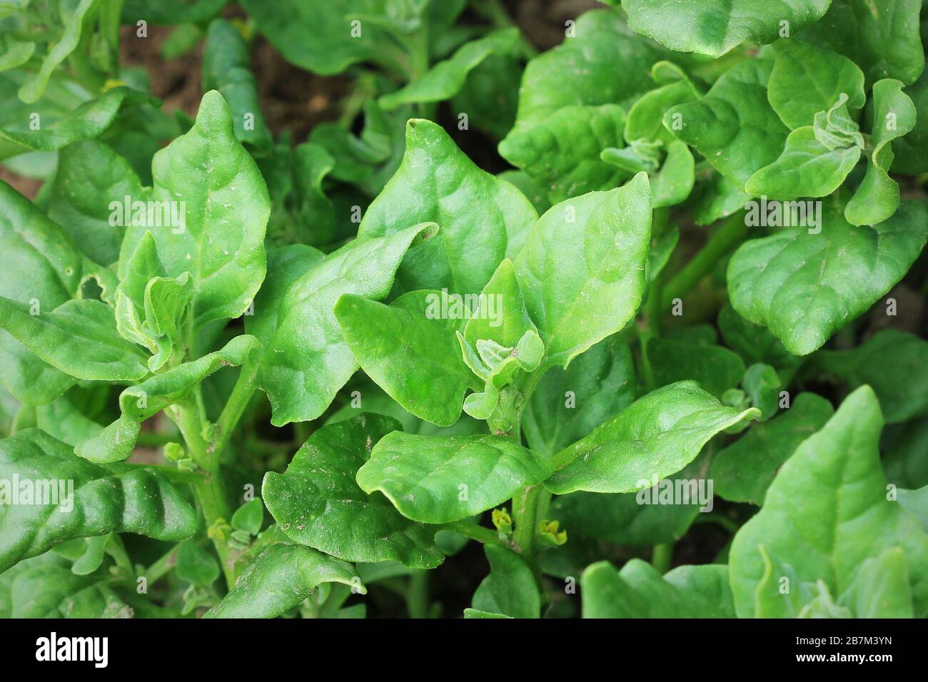Neuseelaender spinat -Fotos und -Bildmaterial in hoher Auflösung – Alamy