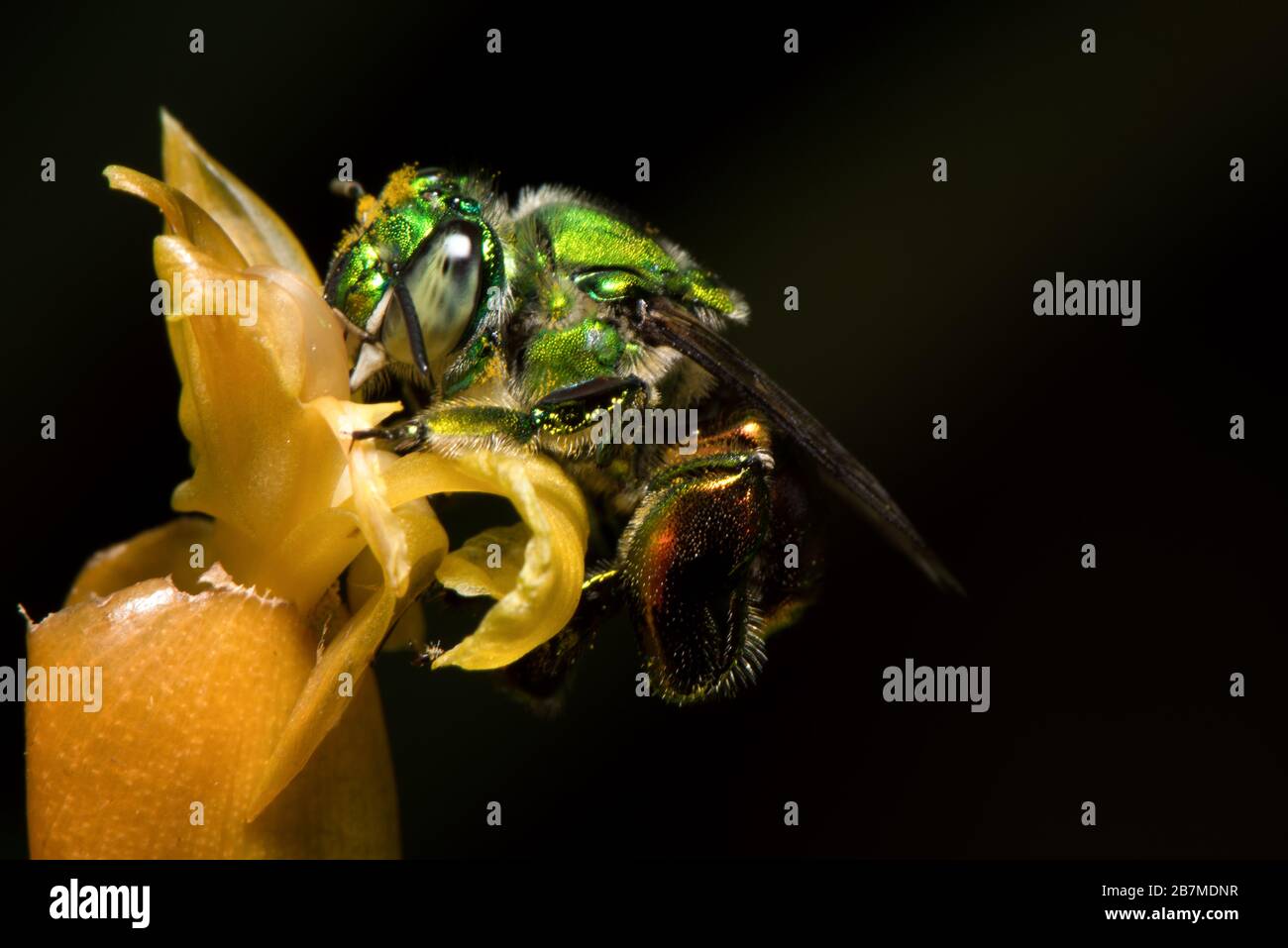 Gelbe tropische blume -Fotos und -Bildmaterial in hoher Auflösung – Alamy