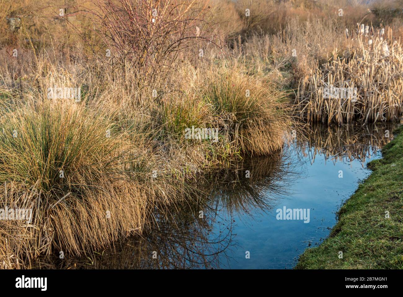 Marschland mit riechenden Brackwasser und viel Schilf Stockfotografie ...