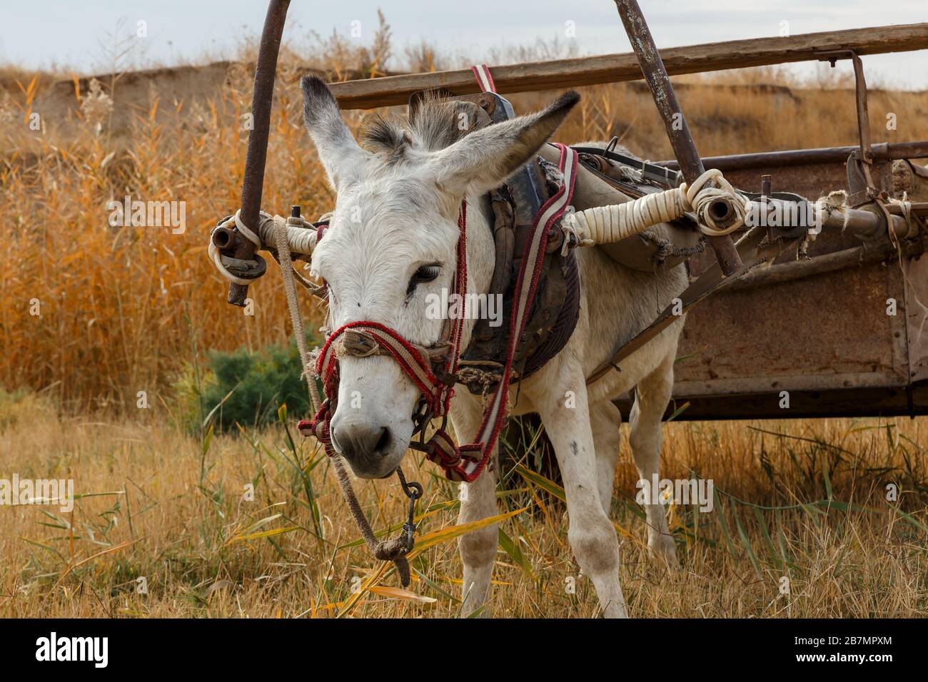 Auf dem Feld steht ein Esel, der auf einen Wagen geernt ist ...